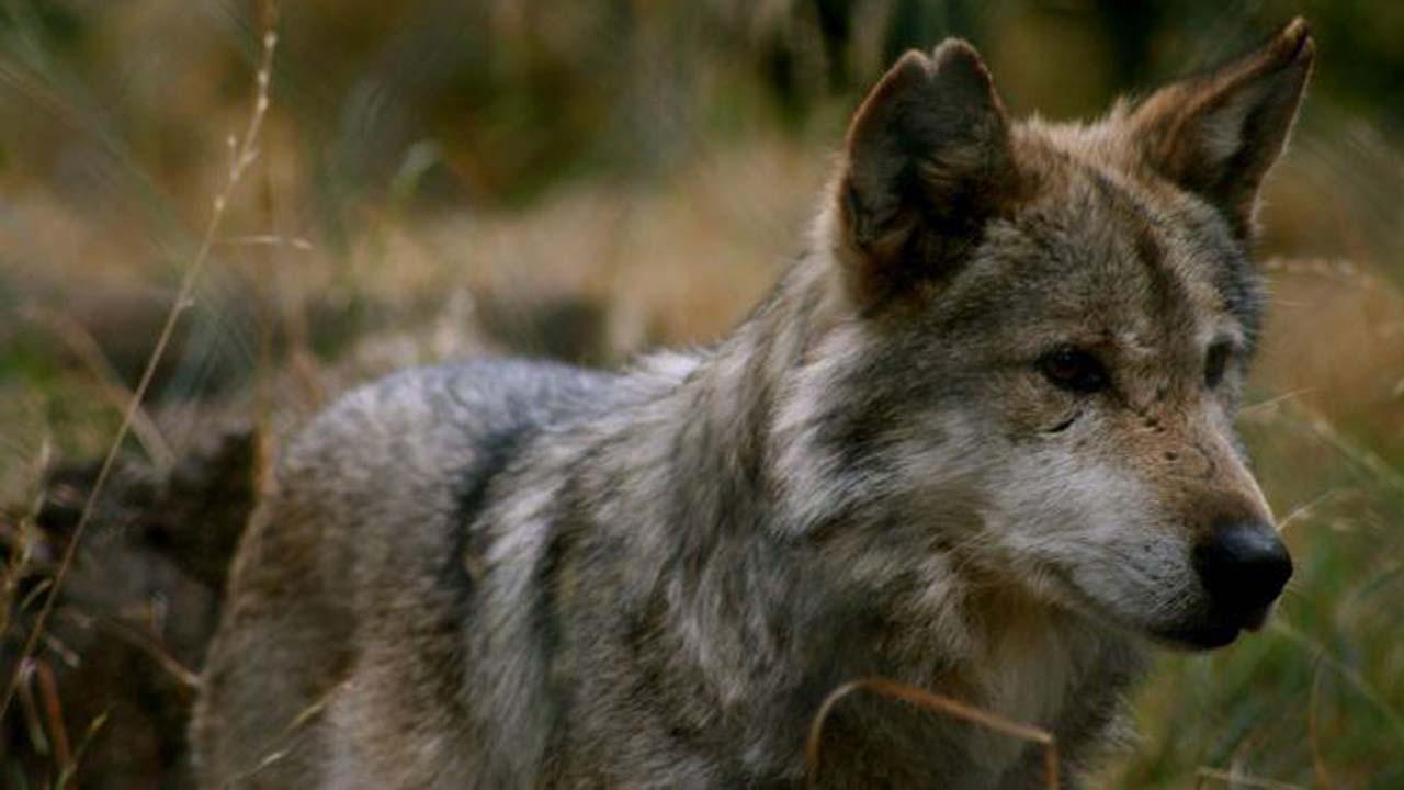 The Return of Wolves to California: A Look at Progress and Challenges