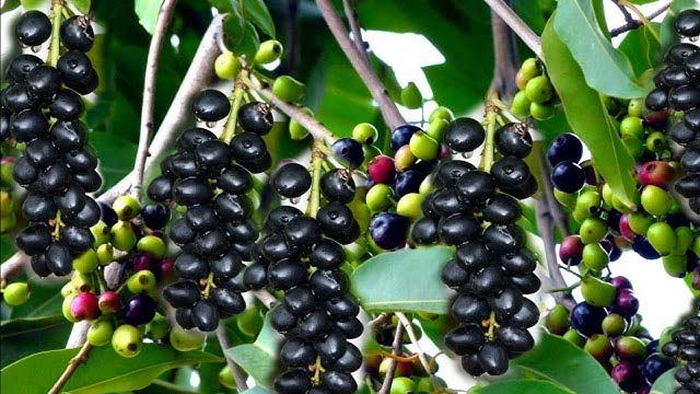 Health Benefits Of Jamun Fruit