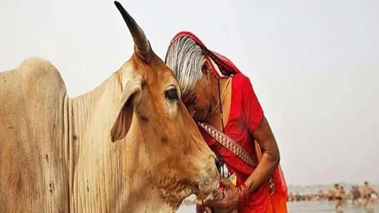 Maharashtra Declares Cow as 'Rajya Mata' to Honor Cultural Heritage
