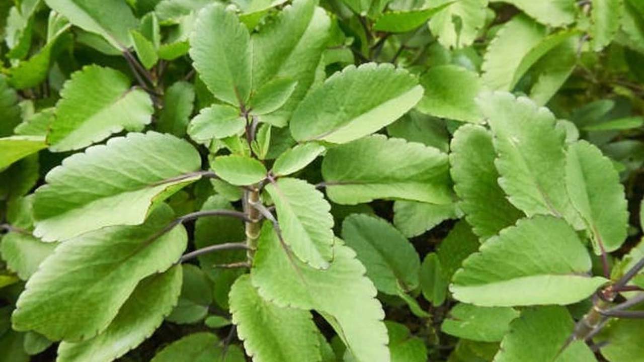 Patharchatta Plant Benefits For Kidney And Gallstones