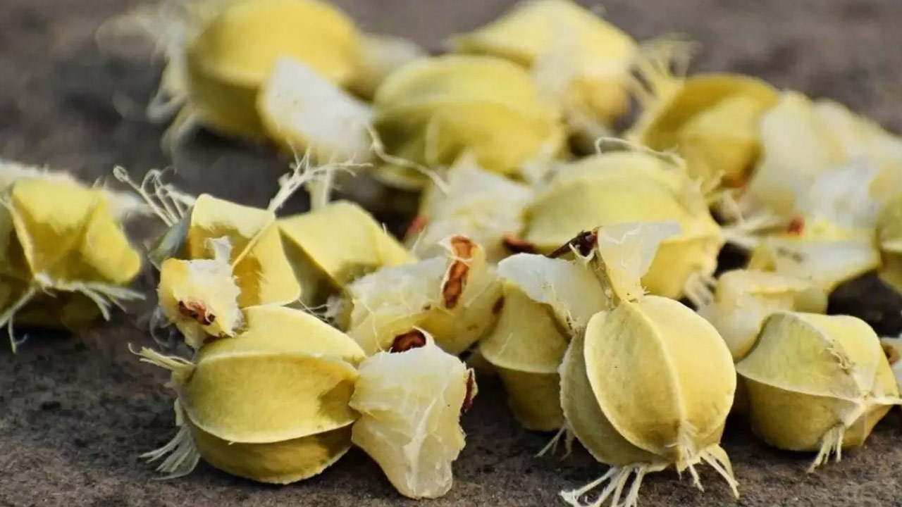 Health Benefits of Usiri Seeds