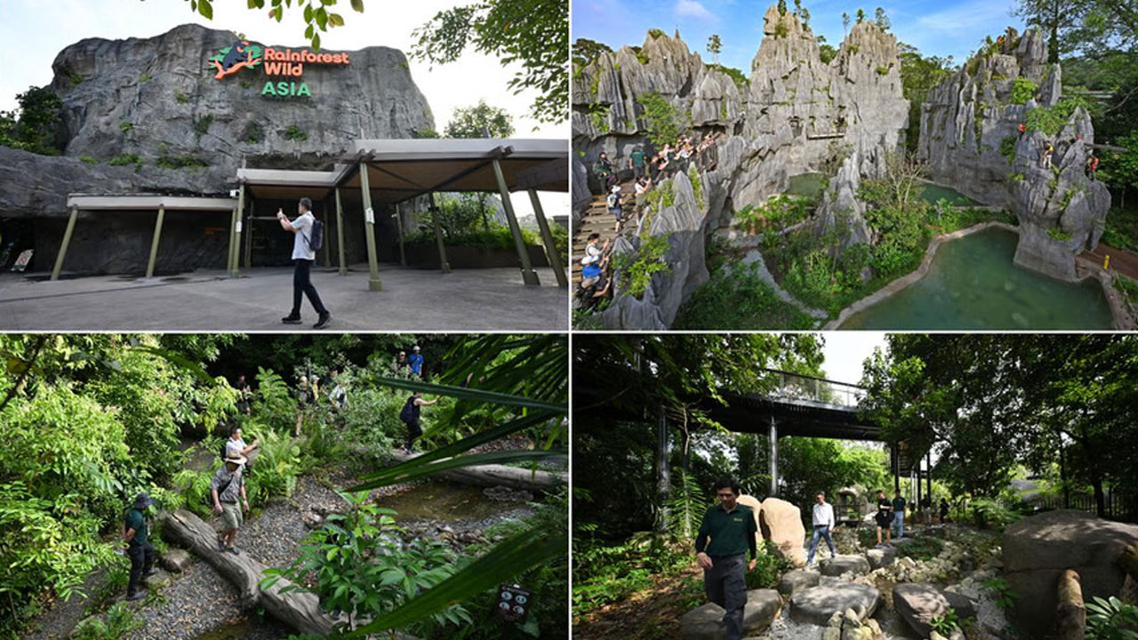 Explore Southeast Asia's Biodiversity at Rainforest Wild Asia